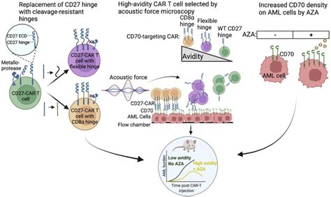 Cd70 Car T Cells In Aml Form Follows Function Cell Reports Medicine