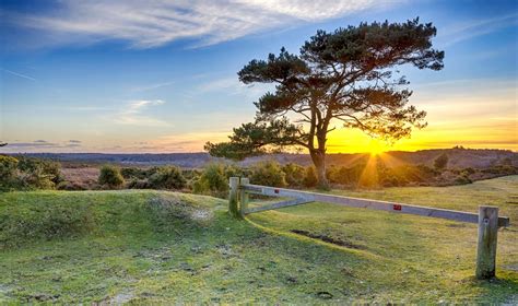 New Forest National Park