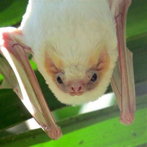Great Photo Of A Northern Ghost Bat White Ghost Bat Lesser Ghost Bat