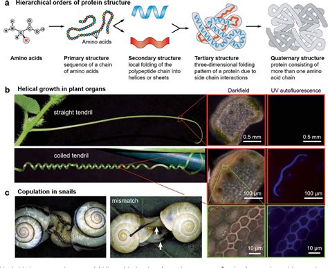 Figure 2 From Hierarchical Self Assembly Into Chiral Nanostructures Semantic Scholar