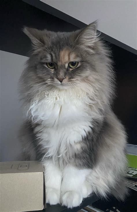 Shes The Princess And She Knows It R Supermodelcats