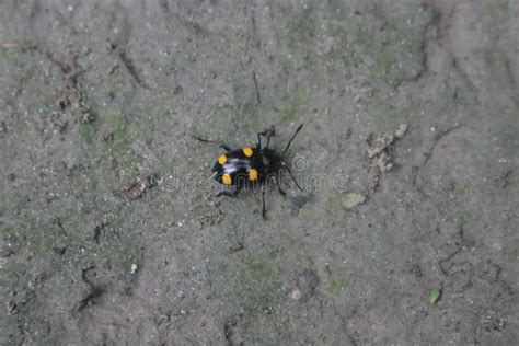 Yellow Spotted Bug Stock Image Image Of Looks Yellow 125194539