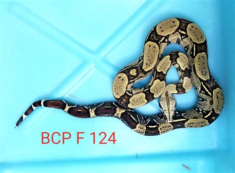 Iquitos Peruvian Boa True Red Tailed Boa Constrictor By Babcock