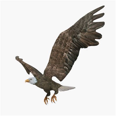 Rigged Flying Eagle Animation 3d Model