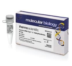 Thermo Scientific Modifying Enzymes 20000 U Buy Online Thermo