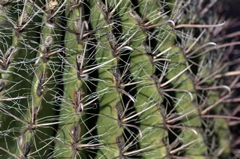 Cactus Ribs Keep Them Cool — Biological Strategy — Asknature