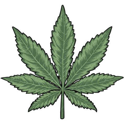 Detailed Green Cannabis Leaf Illustration Premium Ai Generated Vector