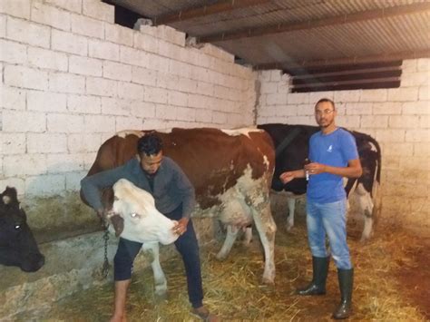 تربية الأبقار