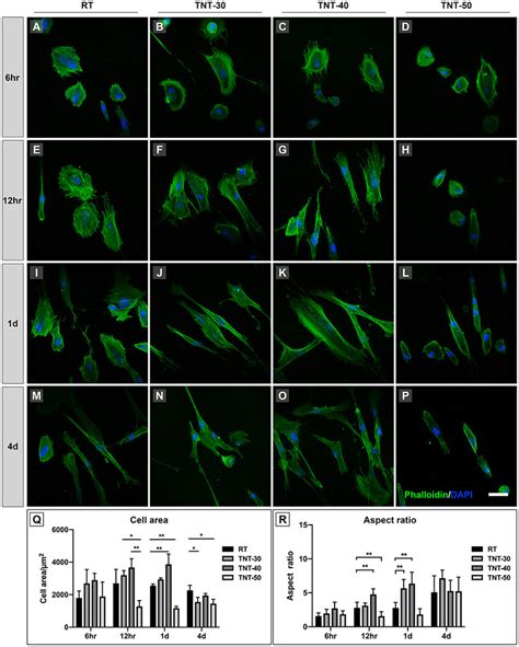 Adhesive Morphology Of Hgfs Was Visualized With Phalloidin Staining
