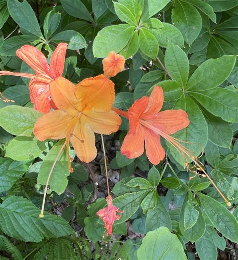Rhododendron Calendulaceum Flame Azalea Us Forest Service Research