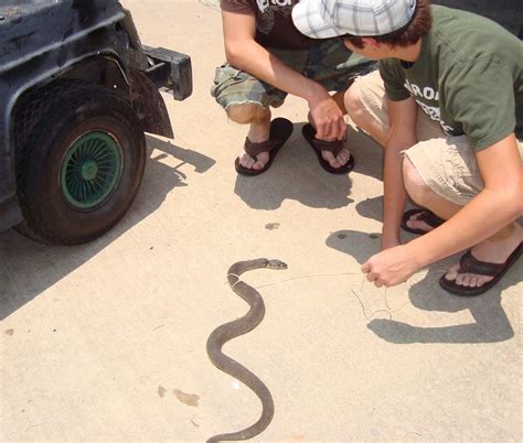 Biology Collection 1 Amniotic Egg