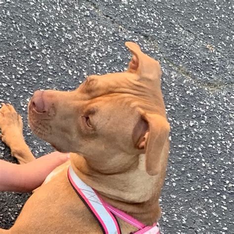 Nooby Scooby Youtube