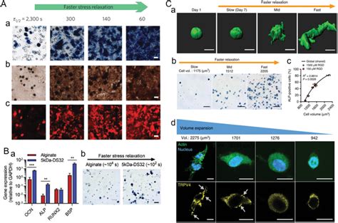 Viscoelastic Cell Microenvironment Regulates Stem Cell Differentiation Download Scientific