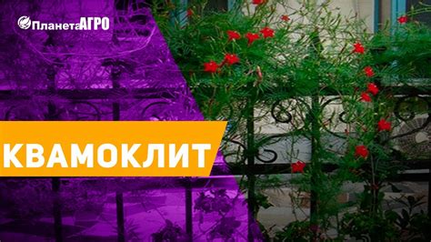 🌼 Семена цветов Квамоклит, Кипарисная лиана 🌿 Тропический цветок от ...