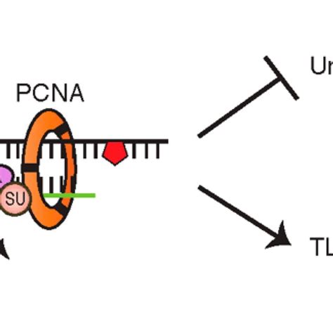 Schematic Illustrating The Binding Of Pcna Associated Recombination Download Scientific Diagram