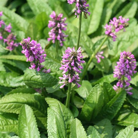 Overdevest Nurseries Lp Stachys Mon Hummelo