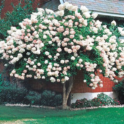 Panicle Hydrangeas The Ultimate Guide Oasis Landscapes And Irrigation