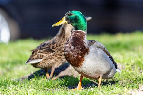 Pájaro Pato Ornitología Foto Gratis En Pixabay Pixabay