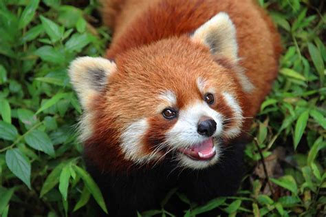 Red Pandas Habitat Facts