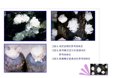 흰목이버섯 효능 네이버 블로그