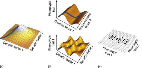 Diagram Showing How Genotype Phenotype Maps Might Be Combined With Download Scientific Diagram