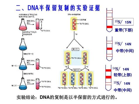 Dna半保留复制的实验证据 1 Word文档在线阅读与下载无忧文档 Dna半保留复制的实验证据 1 Word文档在线阅读与下载无忧文档