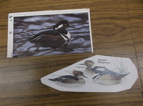 Ornithology Lab Exam Flashcards Quizlet Ornithology Lab Exam Flashcards Quizlet