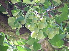 Ginkgo Biloba Wikipedia