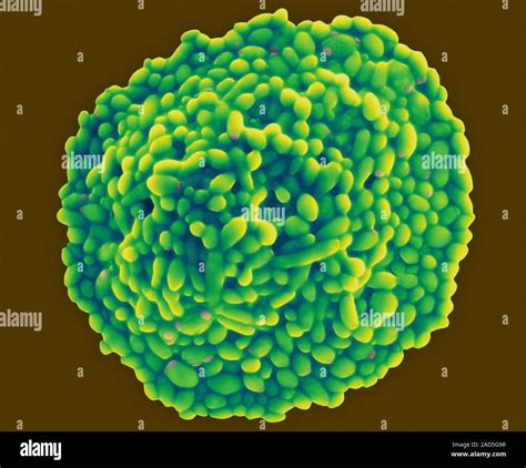 Saccharomyces Cerevisiae Colony