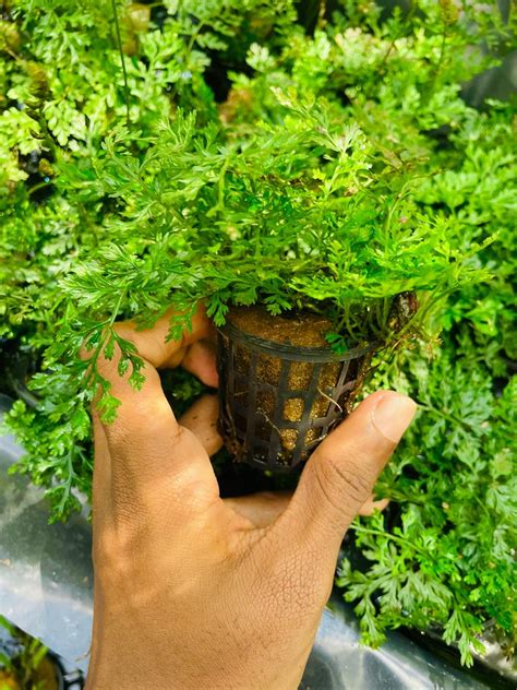 Mini Bolbitis Aquarium Plant Darazlk