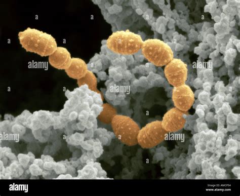 Streptococcus Thermophilus Banque De Photographies Et Dimages à Haute