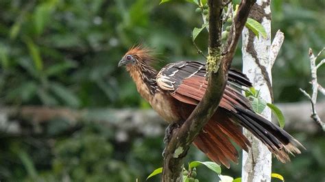 283 Stinky Dinosaur Chicken