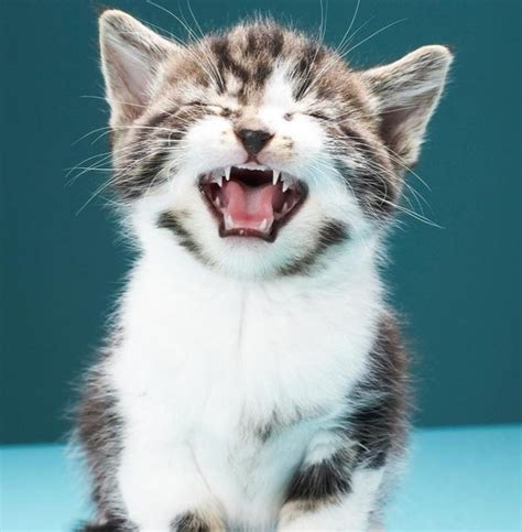 I Am Kitty Hear Me Roar Rcats