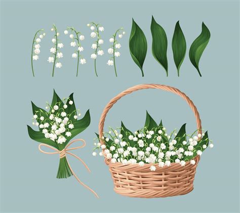 Set With Lily Of The Valley Flowers And Herbs 40521796 Vector Art At