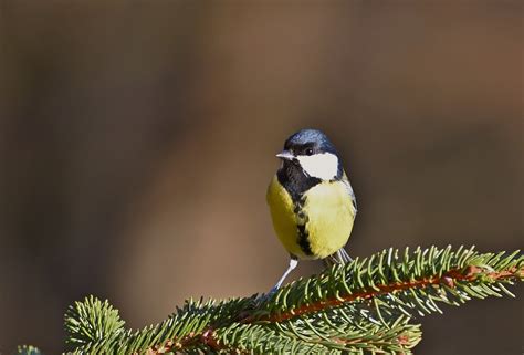 Great Tit Bird Nature Free Photo On Pixabay