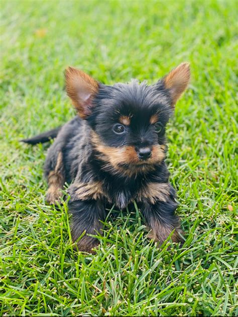 About Dash Toby Dash Toby