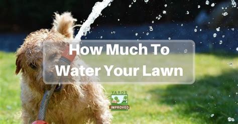 How Much And How Often To Water The Lawn Yards Improved