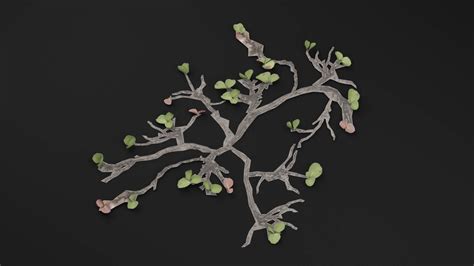 Dwarf Weeping Willow Plant 3d Model By Tree52787