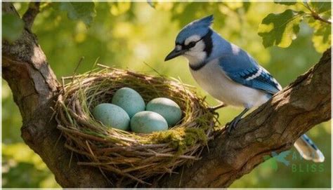 How Long Do Blue Jays Live Lifespan Threats And Survival Tips
