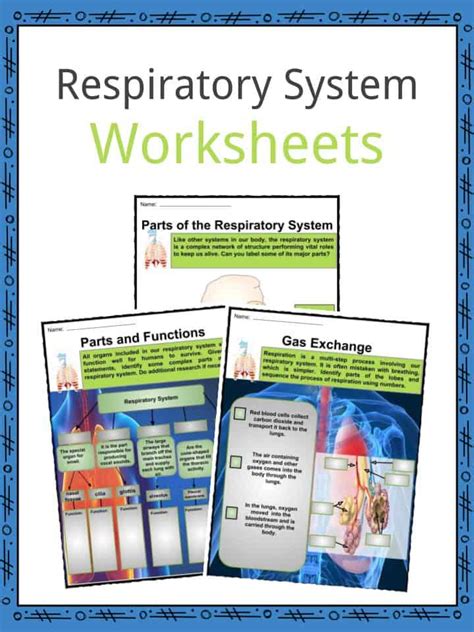 Respiratory System Facts And Worksheets Anatomy Function Health