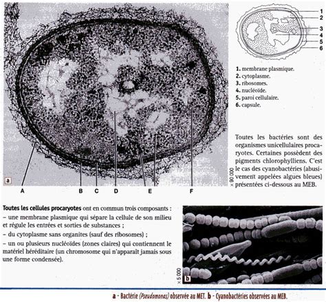 Electronographies Dune Cellule Bactérienne