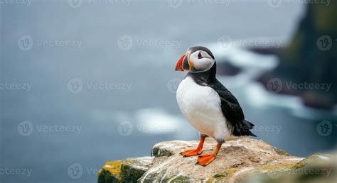 Atlantic Puffin On Cliff Overlooking Ocean In Natural Habitat 53389528