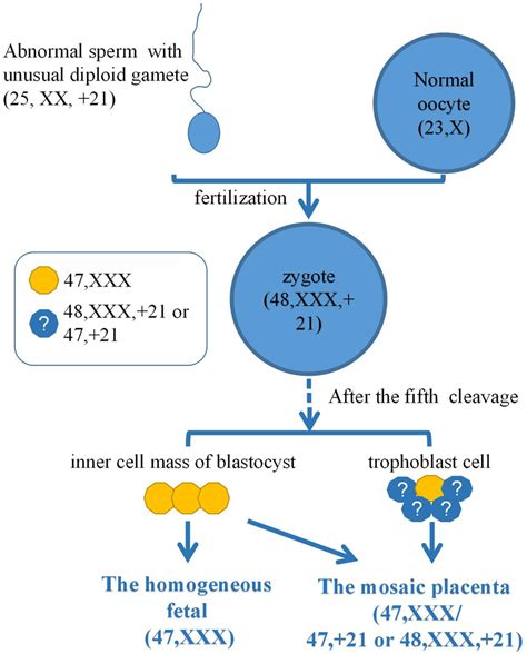 An Illustration Of Speculated Embryo And Placenta Development Process