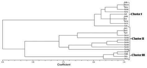 dendrogram based on upgma cluster analysis using issr markers for 25