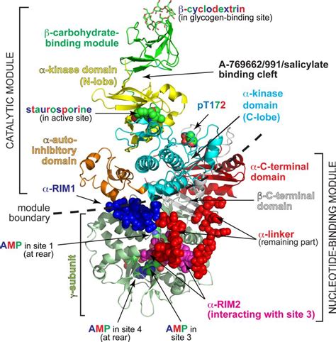 Ampk An Energy Sensing Pathway With Multiple Inputs And Outputs Pmc