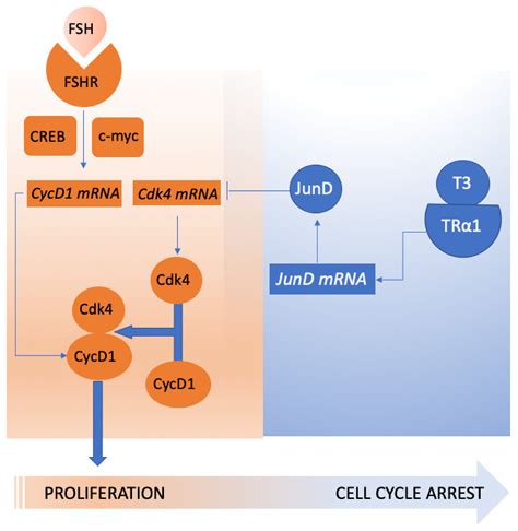 Follicle Stimulating Hormone Fsh Action On Spermatogenesis A Focus