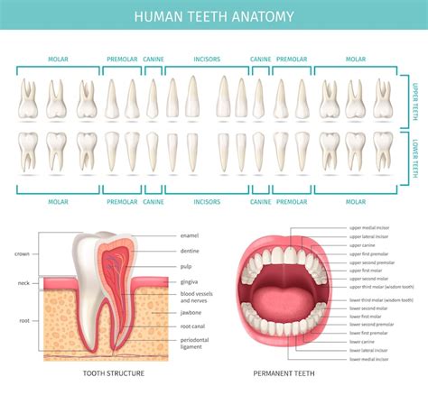 Human Dental Tooth Number Chart Understanding Your Tooths Structure