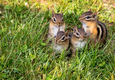 Humane Ways To Get Rid Of Chipmunks From Your Garden