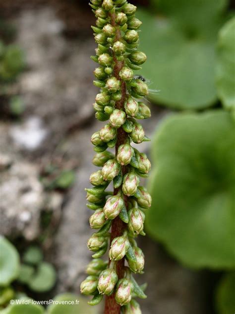 Umbilicus Rupestris Wild In Provence