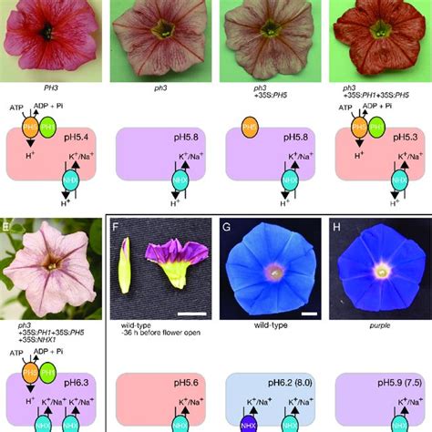Flower Phenotypes Of Flower Hue Mutants And The Genomic Structure Of